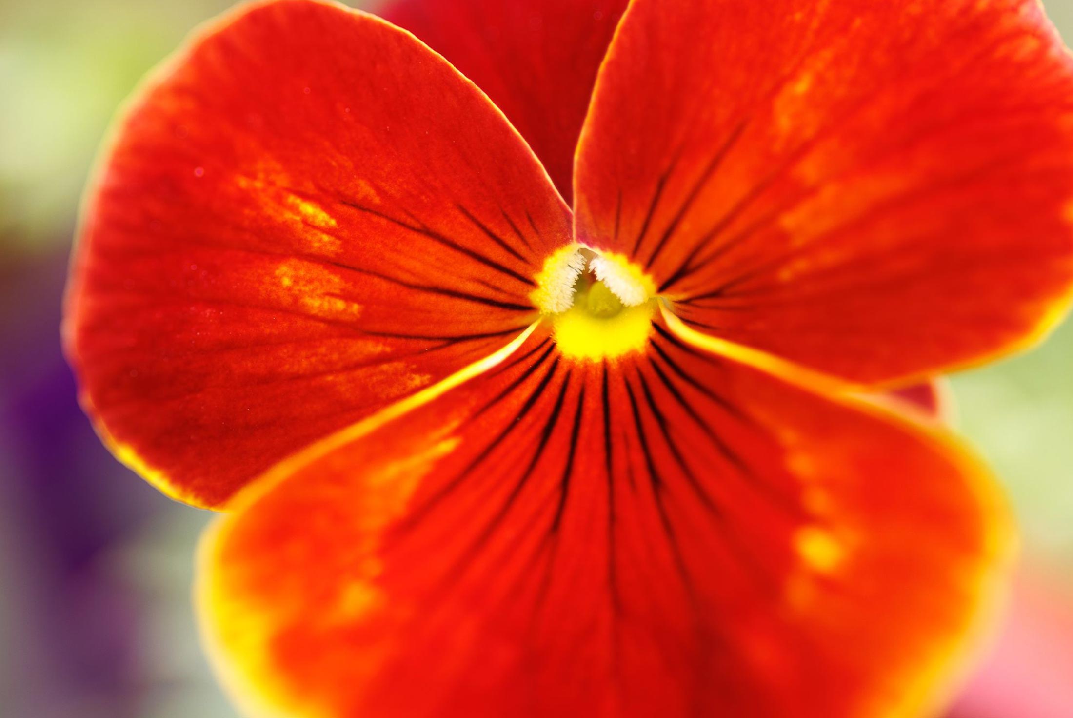 Macro photography with the Canon RF 85mm F/2 Lens | Rockbrook Camera