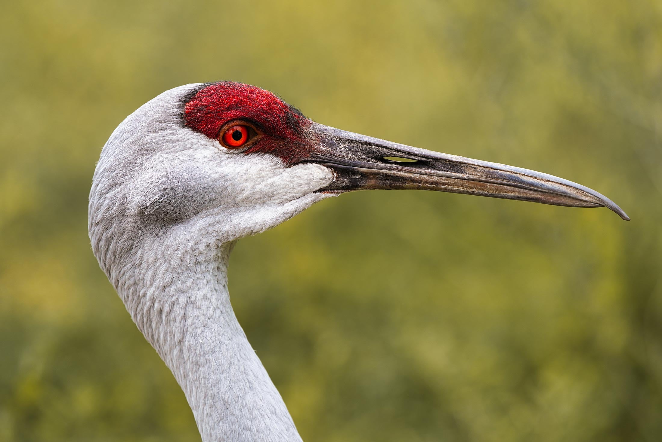 Sandhill Crane